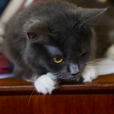 Valkyrie - Abbey Cat Adoptions