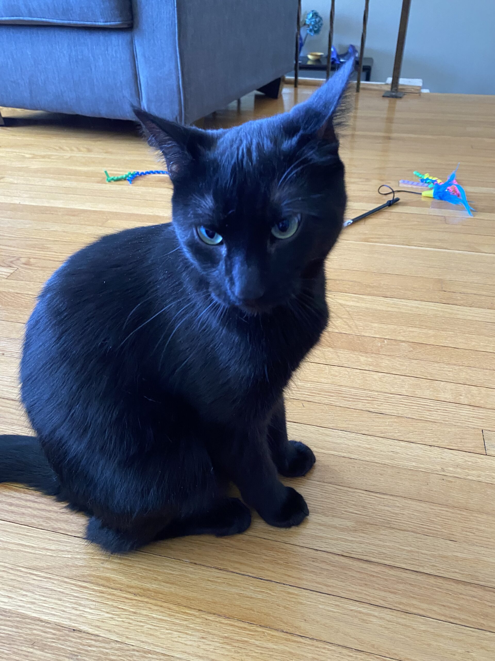 Black Jack - Abbey Cat Adoptions