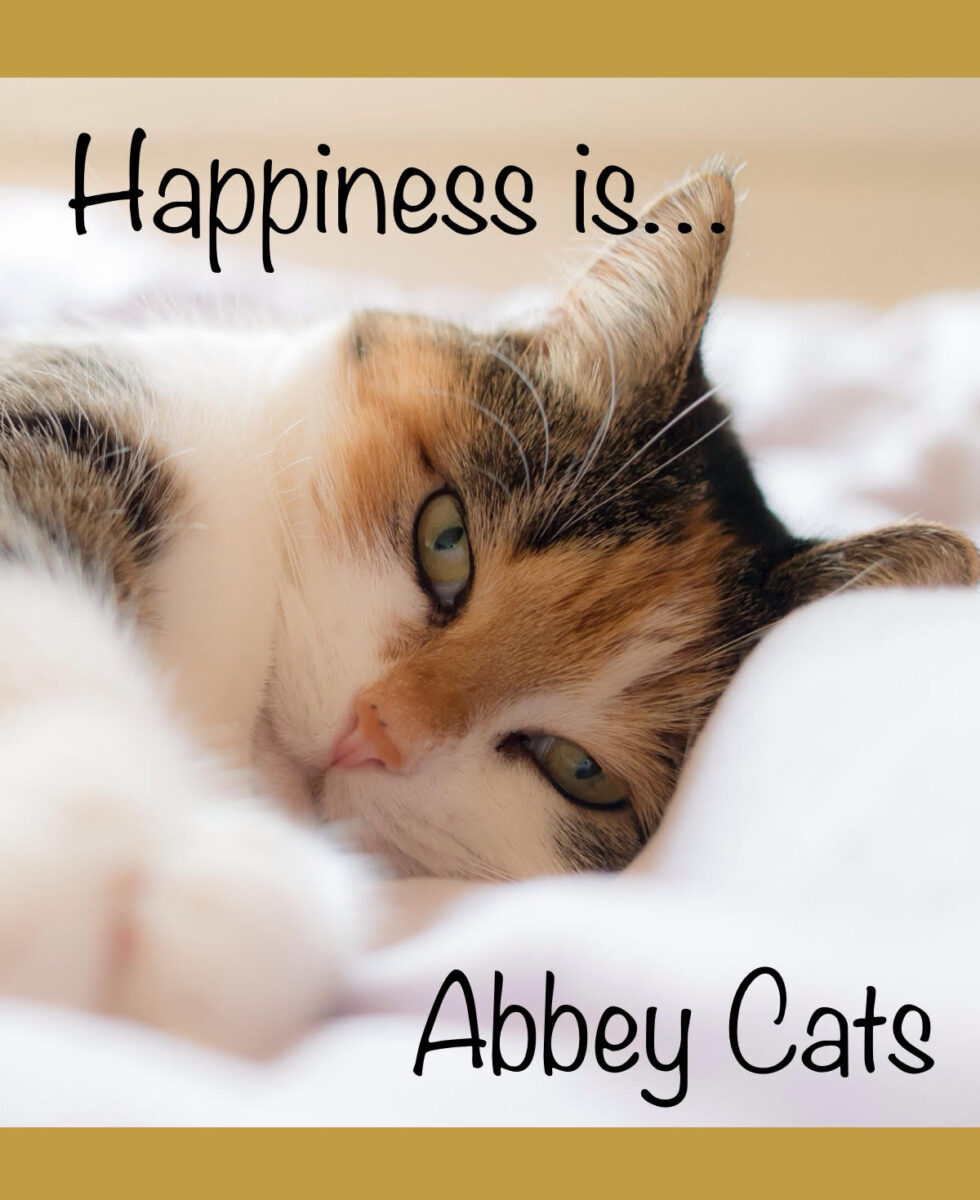 Becoming a Foster Parent - Abbey Cat Adoptions