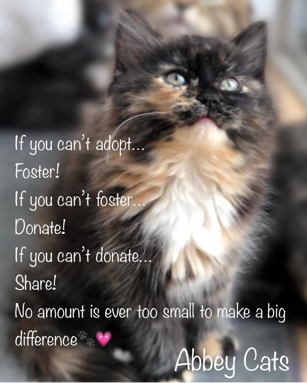 Volunteering - Abbey Cat Adoptions