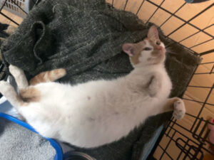 Abbey Cat Adoptions - Abbey Cat Adoptions
