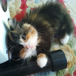 Abbey Cat Adoptions - Abbey Cat Adoptions