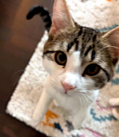 Amethyst_jan_13_2026 - Abbey Cat Adoptions