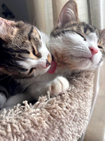 Amethyst_jan_13_2026 - Abbey Cat Adoptions