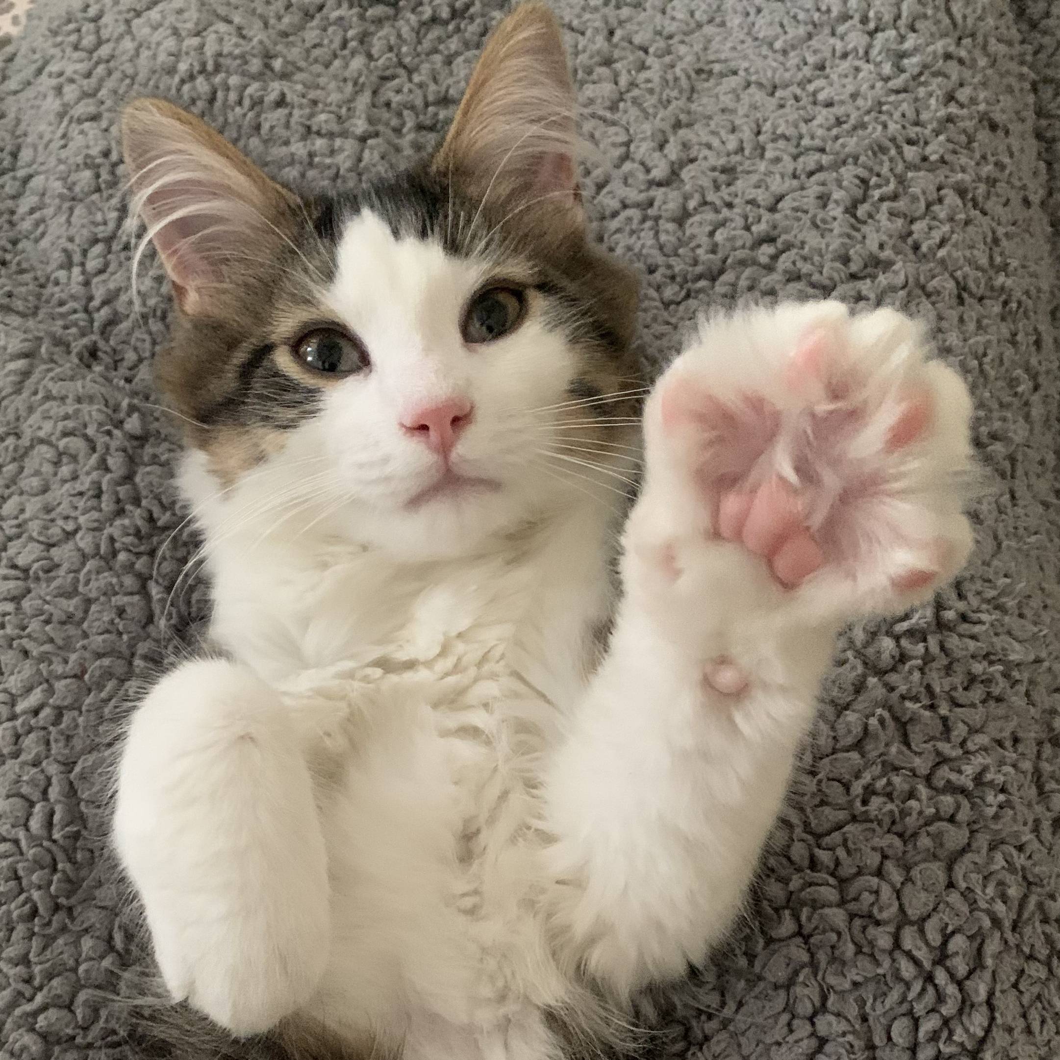 Rickey_jan_11_2026 - Abbey Cat Adoptions