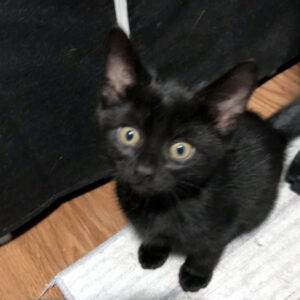 Abbey Cat Adoptions - Abbey Cat Adoptions