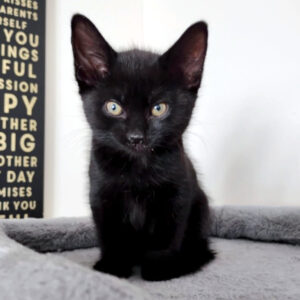 Abbey Cat Adoptions - Abbey Cat Adoptions