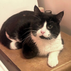 Abbey Cat Adoptions - Abbey Cat Adoptions